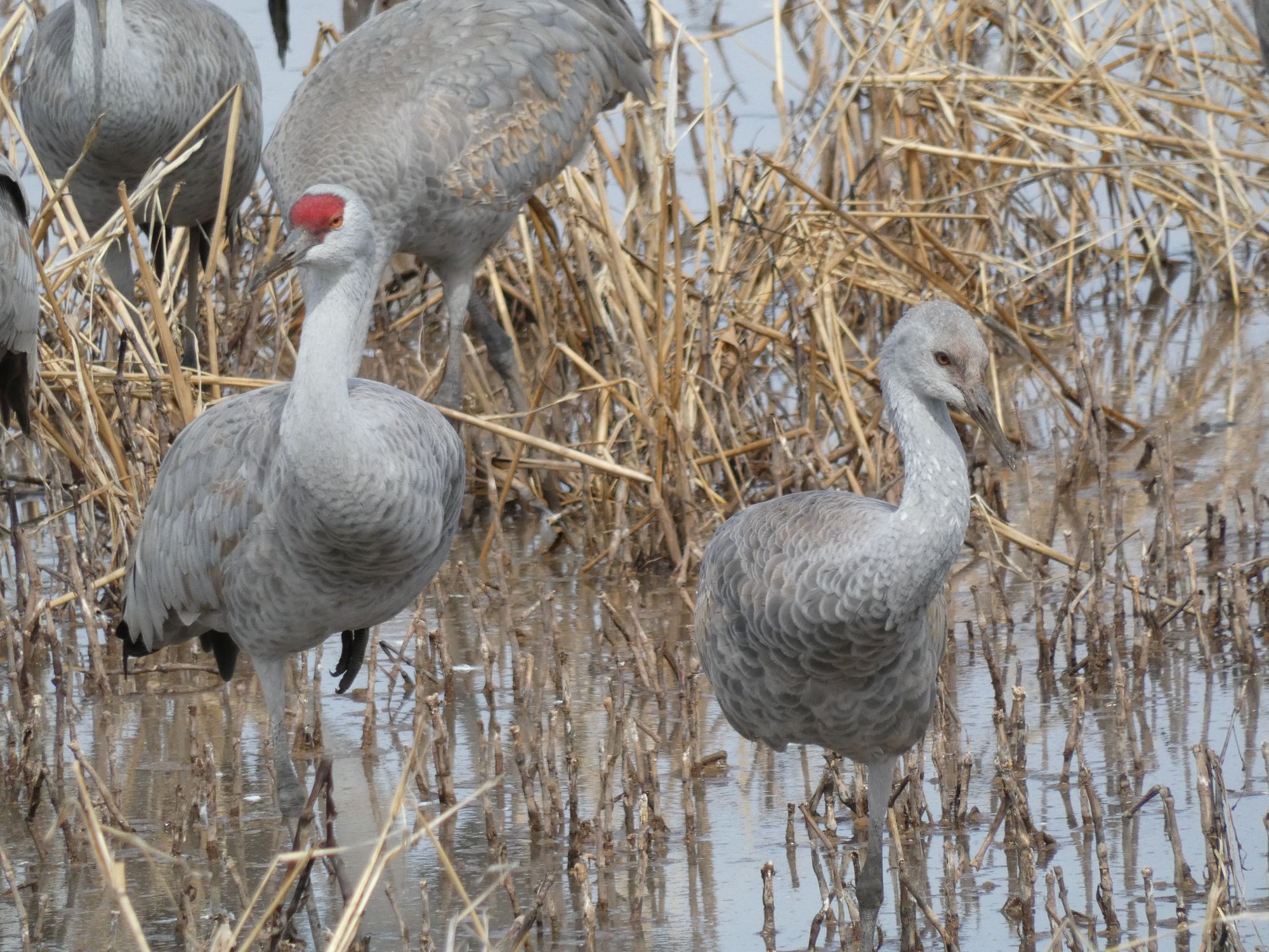 Whitewater Draw Mystery · Birds Make Sound