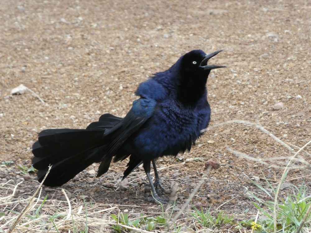 How to use Anki to learn bird sounds · Birds Make Sound