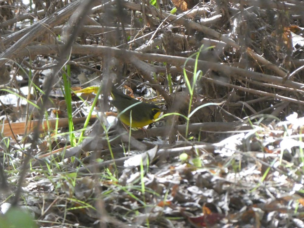 Life Bird #500 · Birds Make Sound